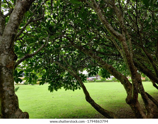 Shade Under Tree Stock Photo 1794863794 | Shutterstock