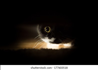 2,601 imágenes de Cat flash - Imágenes, fotos y vectores de stock ...