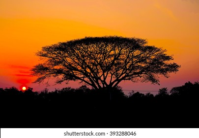 Shadow Big Tree Sunset Sky Background Stock Photo 393288046 | Shutterstock