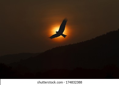 3,667 Eagle flying into sun Images, Stock Photos & Vectors | Shutterstock