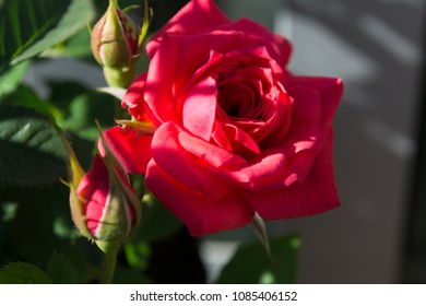 Stock Photo and Image Portfolio by ulises capistran martinez | Shutterstock