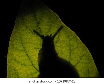Stock Photo and Image Portfolio by SHS.photography | Shutterstock