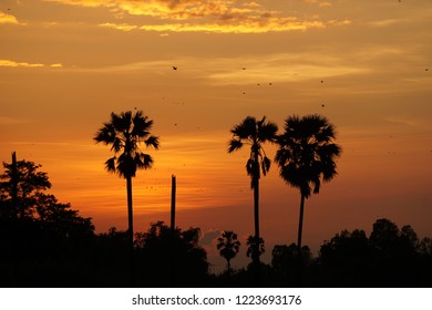 Shadow Tree Stock Photo 1223693176 | Shutterstock