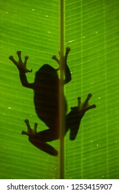 Shadow Tree Frog Behind Leaf Stock Photo 1253415907 | Shutterstock