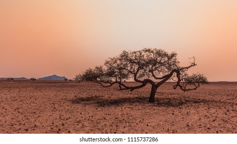 Shadow Under Nice Tree Stock Photo 1115737286 | Shutterstock