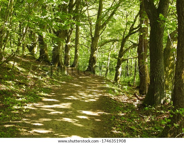 Shadowy Path Slotved Skov Slotved Forest Stock Photo 1746351908 ...