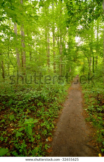 Shady Forest Path Through Dense Under Stock Photo (Edit Now) 32655625