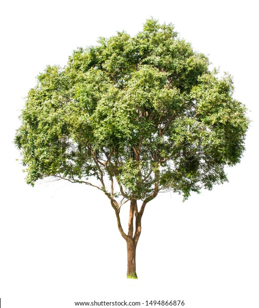 735 Tree Photoshop Stock Photos, Images & Photography | Shutterstock