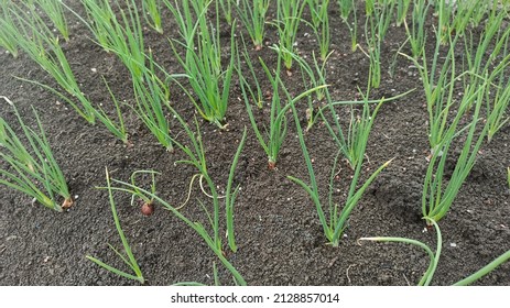 4,575 Shallots growing Images, Stock Photos & Vectors | Shutterstock