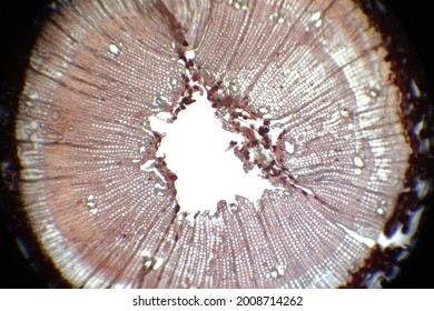 189 imagens de Pine microscope slide Imagens, fotos stock e vetores ...
