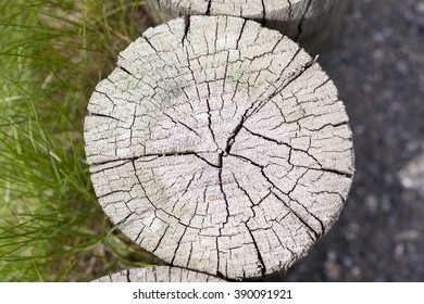 Shape Texture Log Stock Photo 390091921 | Shutterstock