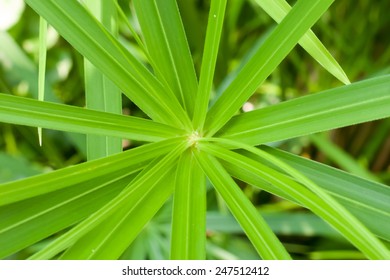 Shaped Leaf Serration Stock Photo (Edit Now) 247512412