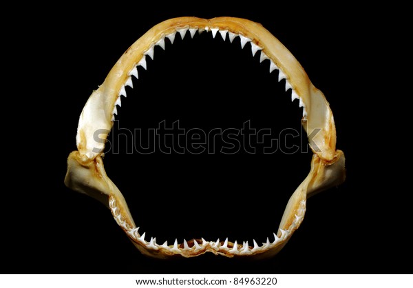 Shark Jaws Sharp Teeth Stock Photo (Edit Now) 84963220