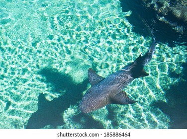 Shark Pool Stock Photo 185886464 | Shutterstock