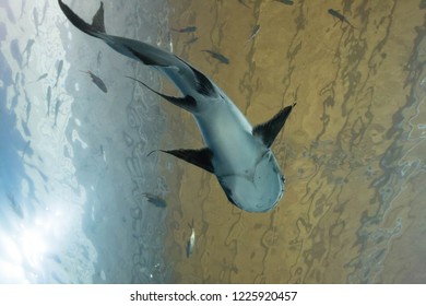 Shark Shadow Stock Photo 1225920457 | Shutterstock