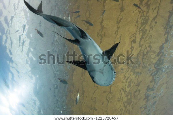 Shark Shadow Stock Photo 1225920457 | Shutterstock