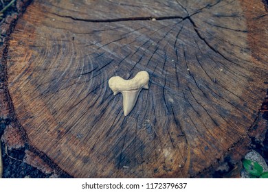 Shark Tooth Sharp Teeth Predator Stock Photo 1172379637 | Shutterstock