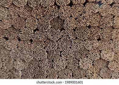 9,388 Sharp bamboo Images, Stock Photos & Vectors | Shutterstock