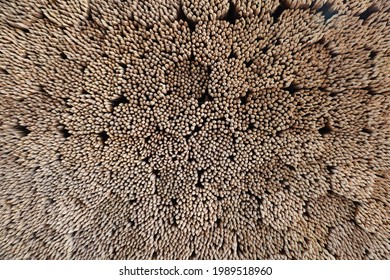 9,388 Sharp bamboo Images, Stock Photos & Vectors | Shutterstock