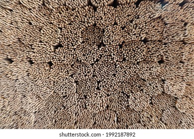 9,388 Sharp bamboo Images, Stock Photos & Vectors | Shutterstock