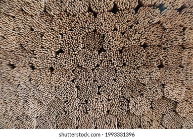 9,388 Sharp bamboo Images, Stock Photos & Vectors | Shutterstock
