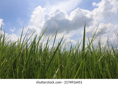 54,267 Sharp grass Images, Stock Photos & Vectors | Shutterstock