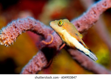 28 Sharp nosed puffer fish Images, Stock Photos & Vectors | Shutterstock