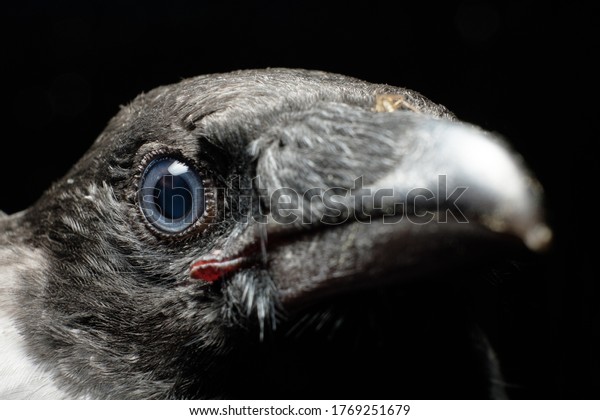 Sharp Piercing Gaze Crow Closeup Crows Stock Photo 1769251679 ...