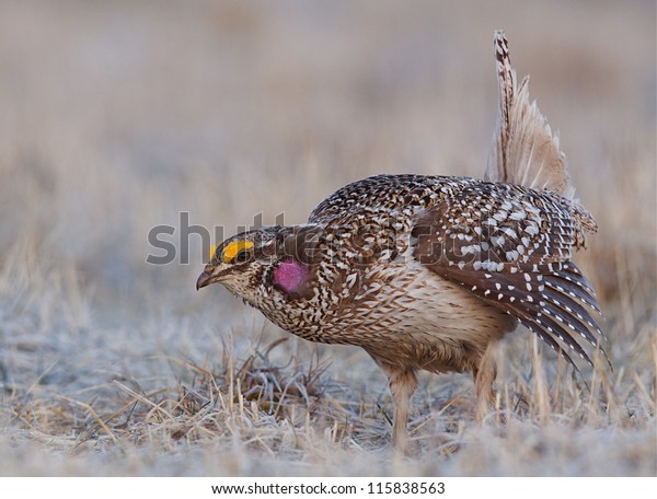 Sharp Tailed Grouse Dancing During Mating Foto stock 115838563 | Shutterstock