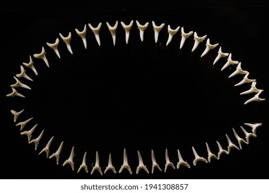 1,611 Skull And Sharp Teeth Images, Stock Photos & Vectors | Shutterstock