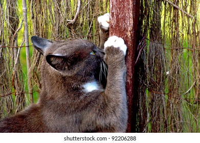 Sharpening Claws Stock Photo 92206288 | Shutterstock