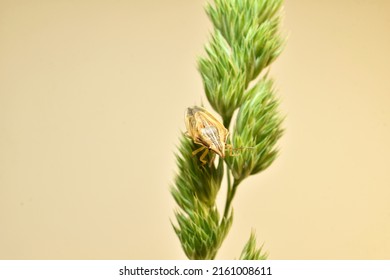 10,791 Sharp bug Images, Stock Photos & Vectors | Shutterstock