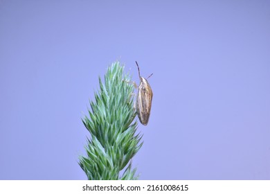 10,791 Sharp bug Images, Stock Photos & Vectors | Shutterstock