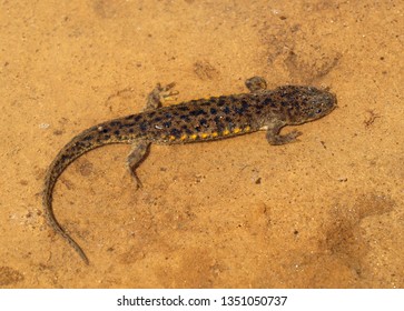 Sharpribbed Salamander Spanish Ribbed Newt Stock Photo (Edit Now ...