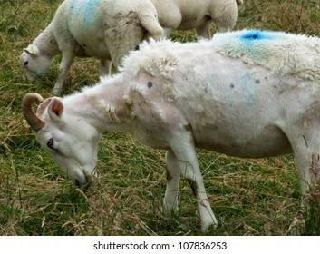 71 Skinny Sheep Images, Stock Photos & Vectors | Shutterstock