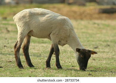 Sheared Sheep Stock Photo 28733734 | Shutterstock