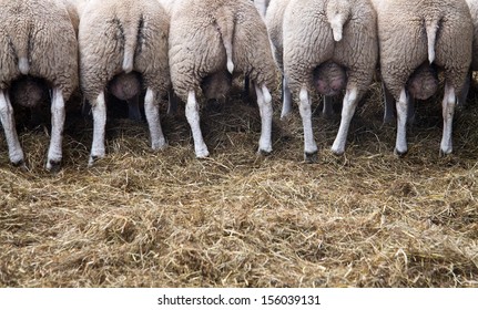 808 Sheep back view Images, Stock Photos & Vectors | Shutterstock