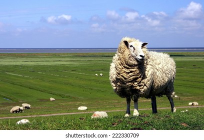 108 Bellwether Images, Stock Photos & Vectors | Shutterstock