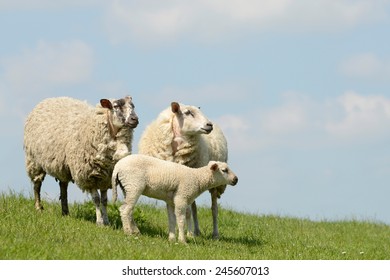 Capra Adulta Con Cucciolo Di Una Stock Photo 1791570704 | Shutterstock