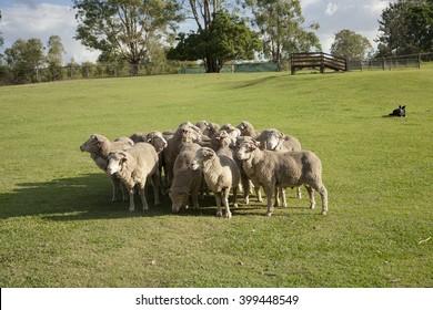 9,480 Sheep australia Images, Stock Photos & Vectors | Shutterstock