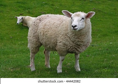 3,672 Sheep Mouth Images, Stock Photos & Vectors | Shutterstock