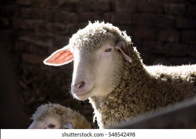 Close Angola Goat Zoo Stock Photo (Edit Now) 1397159576