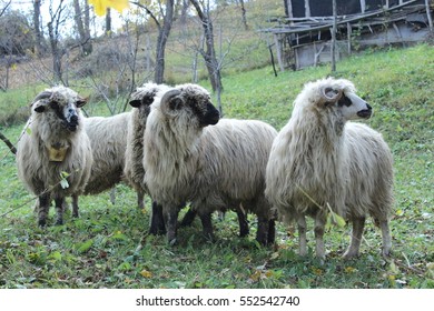 Grazing White Sheep Black Spots On Foto Stok 670887199 | Shutterstock