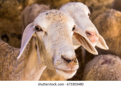 Sheep Look Happy Farm Stock Photo 173000750 | Shutterstock