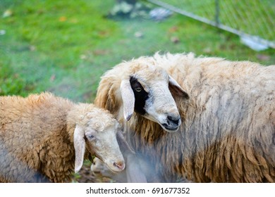 Sheep Looked Fierce Eyes Stock Photo 295931027 | Shutterstock