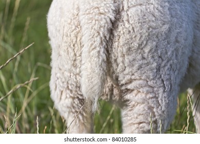 5.461 Sheep tail: immagini, foto stock e grafica vettoriale | Shutterstock