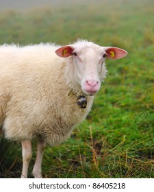15,882 Sheep ears Images, Stock Photos & Vectors | Shutterstock