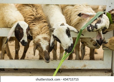 Sheep Cage Stock Photo 434715715 | Shutterstock