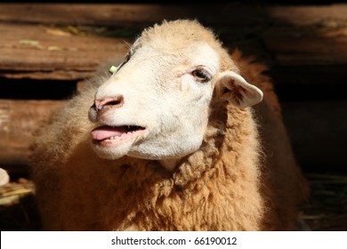 316 Crying sheep Images, Stock Photos & Vectors | Shutterstock