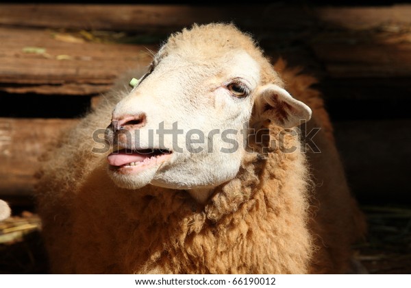 Sheep Calling Stock Photo (Edit Now) 66190012